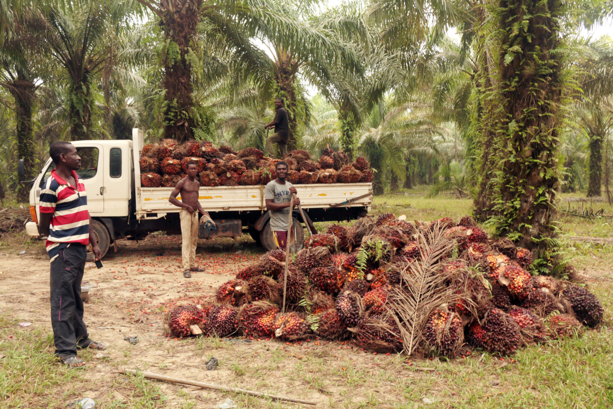 End of abuses-as-usual in sight? A Ghanaian community around the RSPO ...